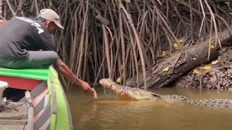 Pak Ambo Mengenang Saat Kasih Makan Buaya Riska Di Sungai Guntung Dulu