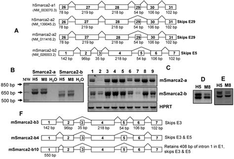 Complex Alternative Splicing Of The Smarca2 Gene Suggests The