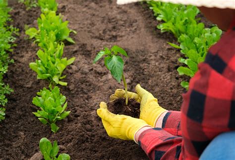 비옥 한 토양에 어린 채소 식물을 묘목하는 정원사의 손 노란 장갑과 빨간 셔츠를 입은 여성의 손이 정원 가꾸기입니다 땅에 고추를 심는 여성 농부 유기 재배 개발에 대한 스톡