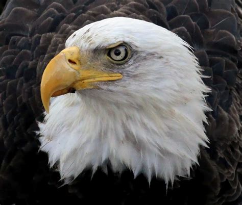 The Back Story Butchies Mom Bald Eagle Details And Feeding