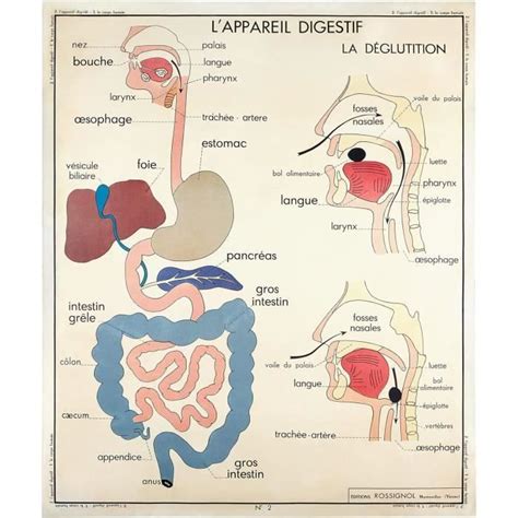 Affiche Vintage Scolaire Anatomie Musculature Humaine Poster