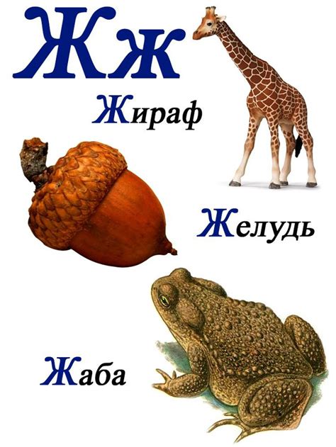 Слова начинающиеся на букву Ж Дошкольный алфавит Дошкольные уроки Алфавит