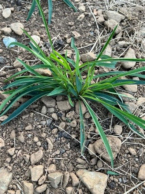 Bupleurum Chinese Bupleurum Chinense Bei Chai Hu Potted Plant Organic Strictly Medicinal