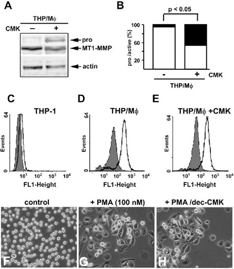Figure 1 From Pro Matrix Metalloproteinase 2 Proteolytic Cascade In −