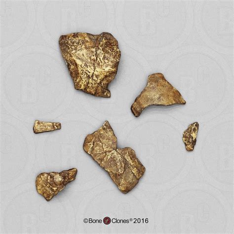 Australopithecus Afarensis Lucy Cranium Fragments Bone Clones