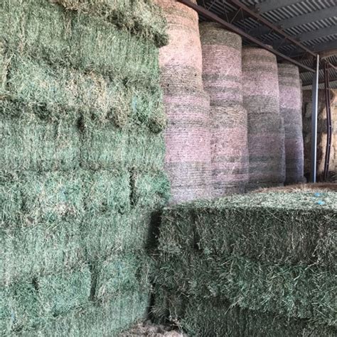 Lucerne Small Squares Hay And Fodder Lucerne Hay For Sale