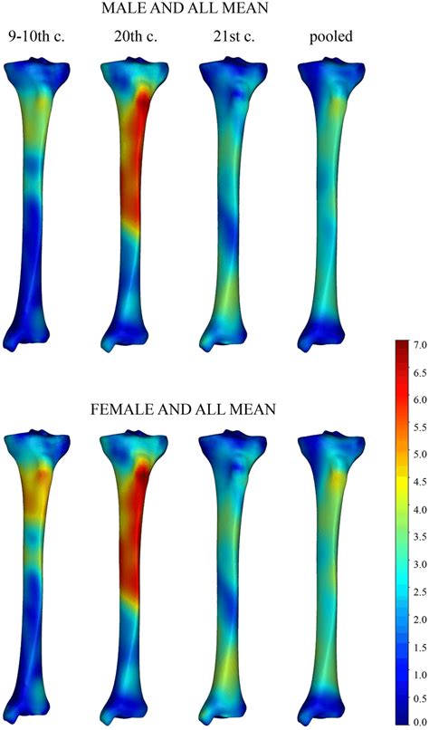 Frontal View Of Temporally Changing Sex Based Tibial Differences Download Scientific Diagram