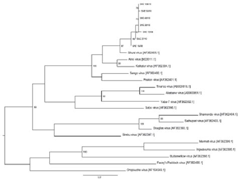 Maximum Likelihood Tree Constructed Download Scientific Diagram