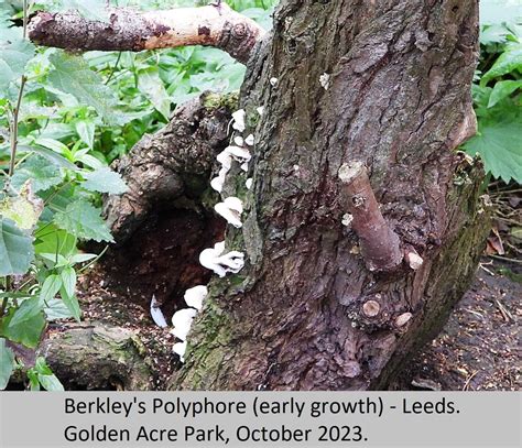 Berkeleys Polypore