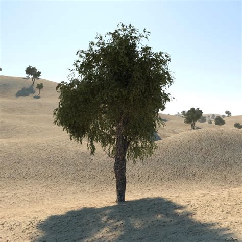 Ghaf Tree 02 3d Model 30 Unknown Fbx Max Free3d