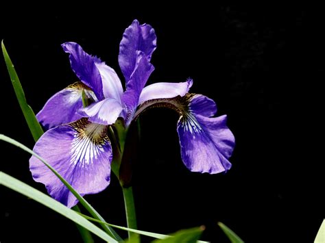 Iris Growing In The Back Garden Back Garden Garden Macro Photography