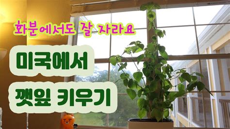 미국에서 깻잎 키우기 🍃 1m 넘게 자란 깻잎 화분에서 깻잎 키우기 성공했어요 🌱 Youtube