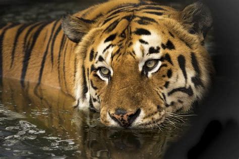 Top 17 Bengal Tiger Facts Diet Habitat Speed And More