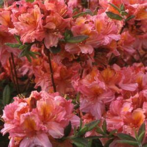 Rhododendron Azaleas Hello Hello Plants Garden Supplies