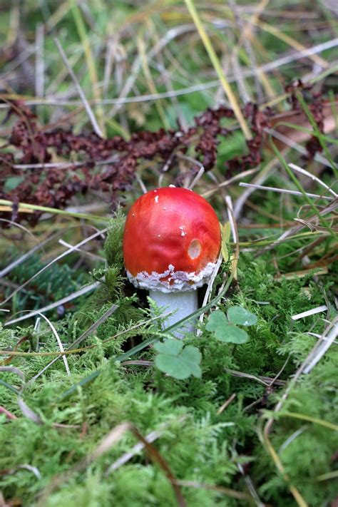 Gomba Mérges Esik Ingyenes Fotó A Pixabay En Pixabay