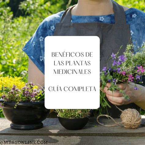 Beneficios De Las Plantas Medicinales Para La Salud Guía Completa
