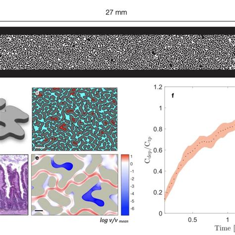 Microfluidic Device Geometry Flow And Transport Characterization A