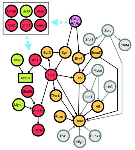 The Proposed Model Of Apl Pathogenesis Induced By Pml Rarα Pml Rarα