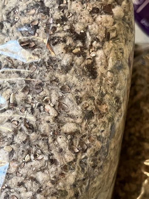 Contaminated Substrate Or Just Fibers In The Substrate Rmycology