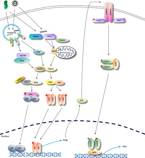 Frontiers Emerging Roles Of LncRNAs Regulating RNA Mediated Type I