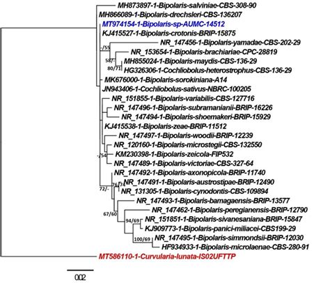 Phylogenetic Tree Generated From Mp Analysis Based On Its Sequence Data Download Scientific