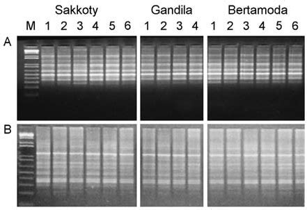 RAPD Banding Patterns Of Donor Mother Trees Lane 1 And Different