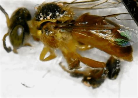 Stingless Bee In Brazil R Insects
