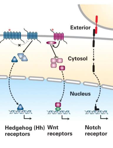Intercellular Signaling 4 Alternative Signaling Routes Flashcards Quizlet