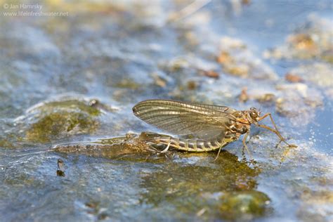 Images Tagged Summer Mayfly Nymph Life In Freshwater