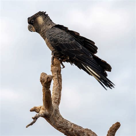 Take Action Save The Black Cockatoos