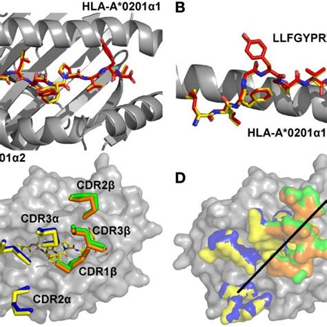 The Overall Conformations Of A6wt And A6c134 Tcrs In Complex With