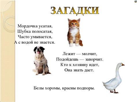 Загадки про животных картинки