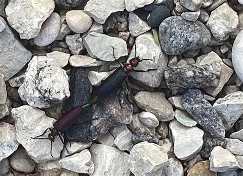 Please Help Identify R Biology