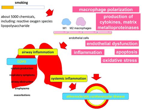 Effect Of Smoking On The Common Links In The Pathogenesis Of Copd And