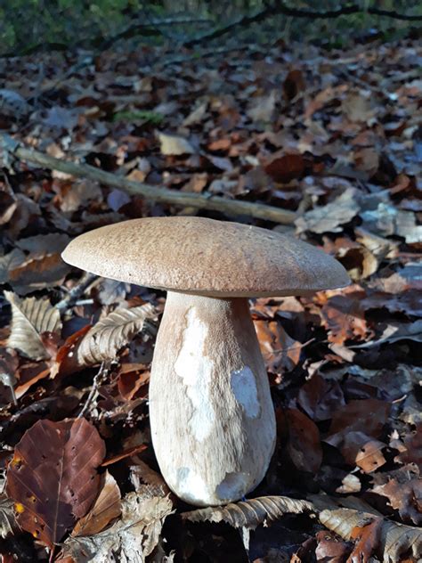 Comment conserver ses cèpes Le chasseur français