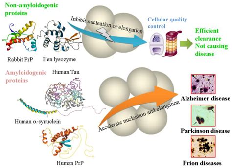 Ijms Free Full Text The Role Of Crowded Physiological Environments