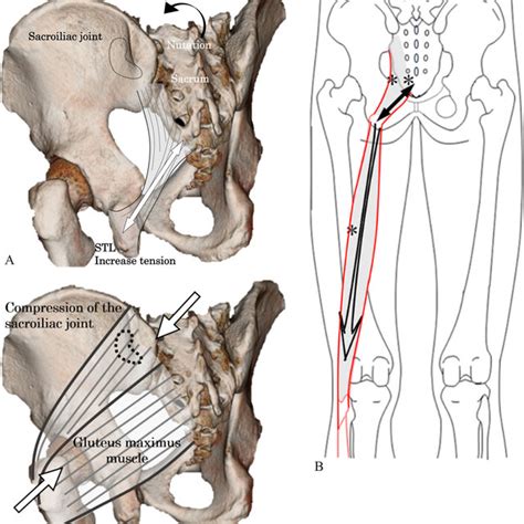 Identification Of The Sacrotuberous Ligament The Sactorubetous