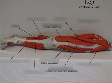 Leg Muscles Pt Diagram Quizlet
