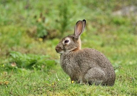 Rabbit Bunny Hare Free Photo On Pixabay Pixabay