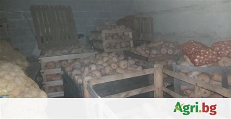 Продавам тиква сорт Матилда – АгроБорса | Agri.BG