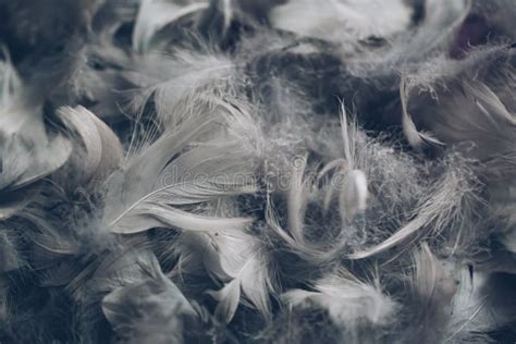Soft Background With Grey Feathers Stock Photo Image Of Material Nature 165755646