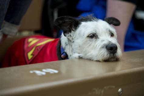 ¿cómo Saber Si Mi Perro Esta Enfermo