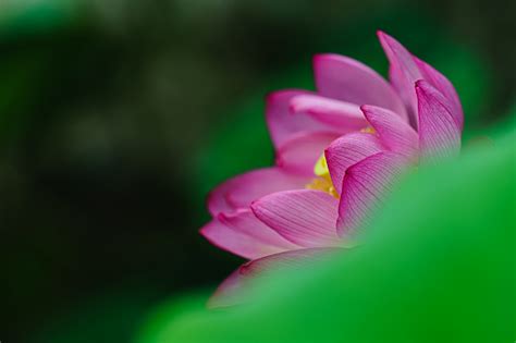 배경으로 녹색 잎과 여름 연못에 피는 연꽃 0명에 대한 스톡 사진 및 기타 이미지 0명 개화기 경관 Istock