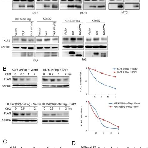 Klf5 Acetylation At K369 Suppressed Its Interaction With Bap1 A Bap1