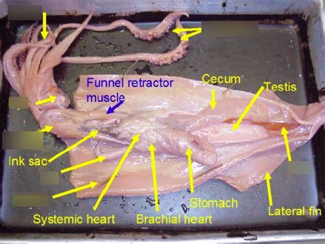 Squid Cephalopoda Diagram Quizlet