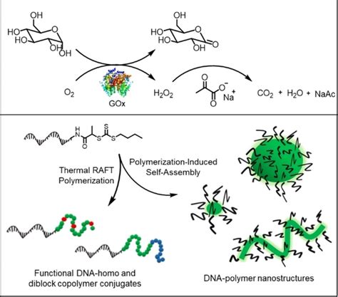 Dnapolymer Nanostructures By Raft Polymerization And Polymerization