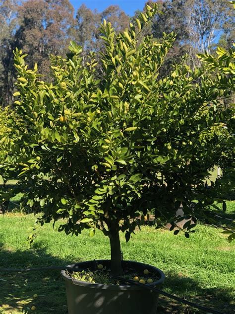 Tahitian Lime Tree Designer Trees Australia