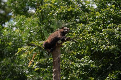 Premium Photo Wolverine Aka Wolverene Gulo Gulo Resting On Top Of Dry