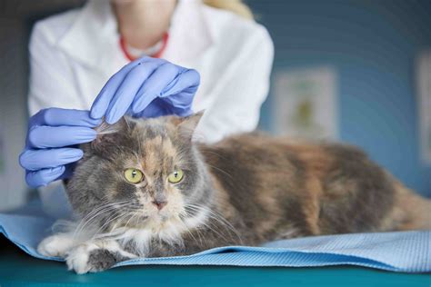 Kedilerde Kulak Enfeksiyonları Kedi Cinsleri