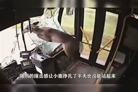 男子刚下车路边忽然冲过来一条狗下一秒别笑